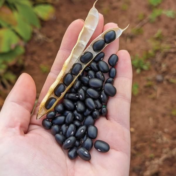 Black Turtle Baking Bean Seeds, Vesey's - Kool Breeze Farms