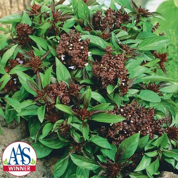 Siam Queen Basil Seeds, Vesey's - Kool Breeze Farms