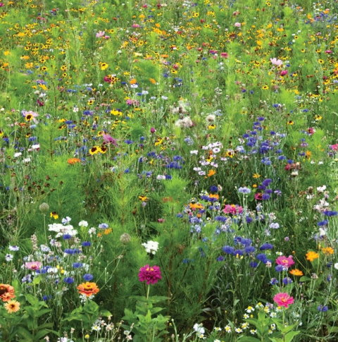 Eastern Canadian Wildflower Mix Seeds, Halifax Seed - Kool Breeze Farms