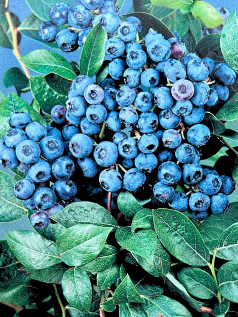 Blueberry Bluecrop - Kool Breeze Farms