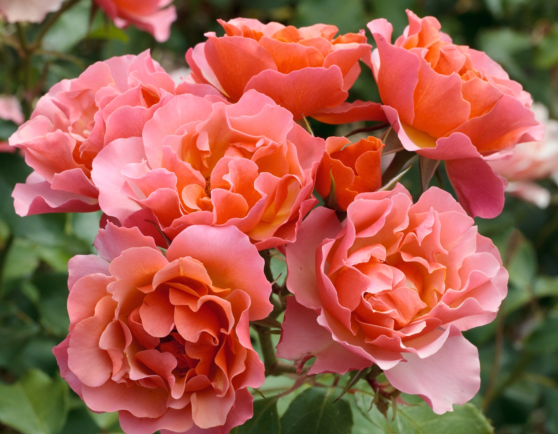 Tequila Supreme Roses - Kool Breeze Farms