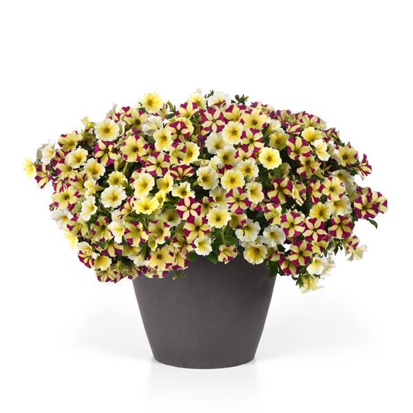 3 in 1 Plant Mixmasters 'Bee's Glee' - Kool Breeze Farms