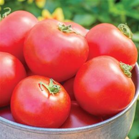 Tomato 'Cloudy Day' - Kool Breeze Farms