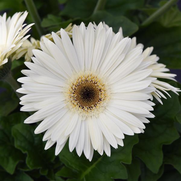 Gerbera ColorBloom 'White with Dark Eye' - Kool Breeze Farms