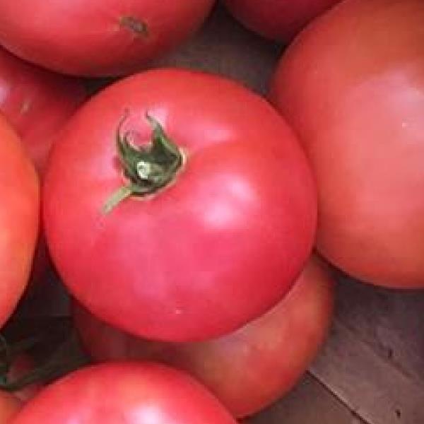 Tomato 'Damsel' - Kool Breeze Farms