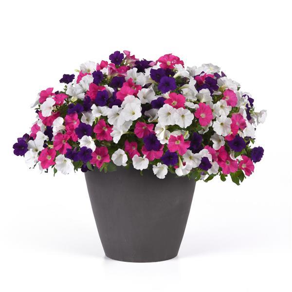 3 in 1 Plant Mixmasters 'Oh For Sure' - Kool Breeze Farms