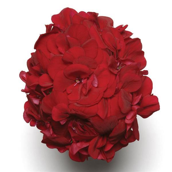 Geranium Ivy Precision Ruby - Kool Breeze Farms
