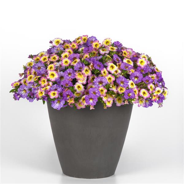 3 in 1 Plant Mixmasters 'Pretty Pastels' - Kool Breeze Farms
