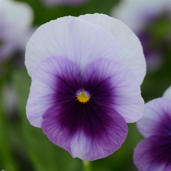 Viola Sorbet XP 'Beaconsfield' - Kool Breeze Farms