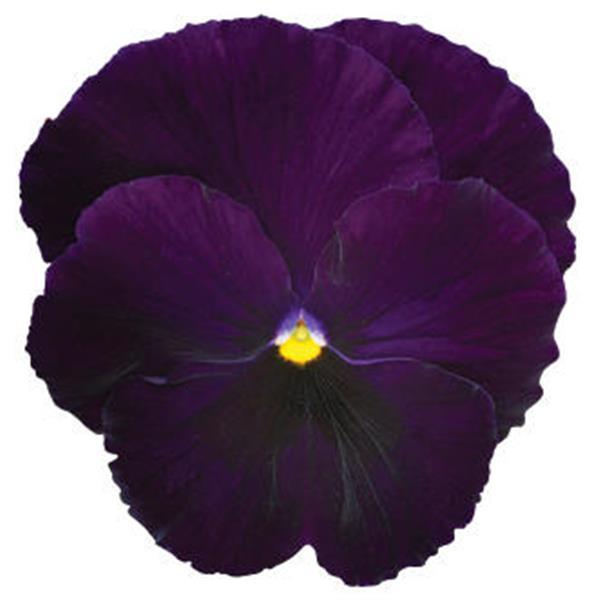 Pansy Matrix 'Purple' - Kool Breeze Farms